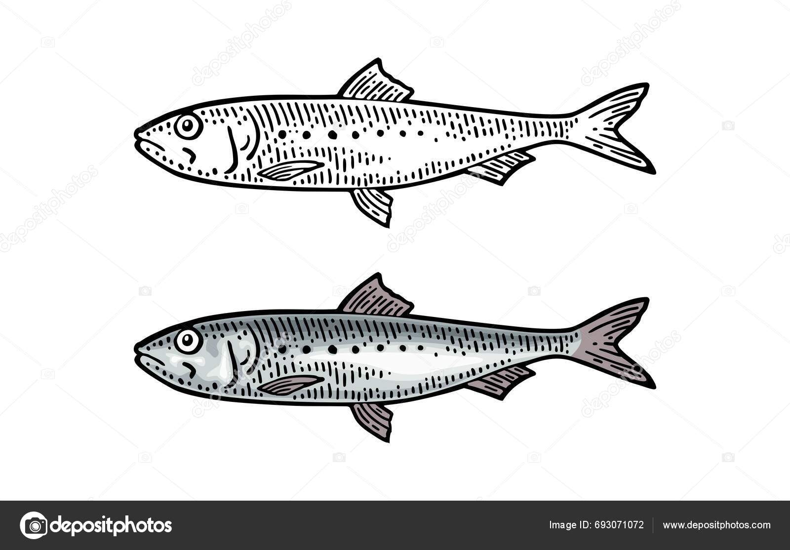 Whole Fresh Fish Sardine Vector Color Engraving Vintage Stock Vector by ...