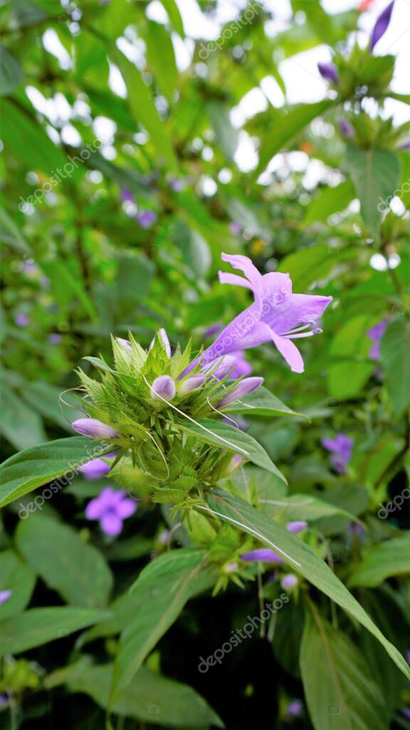 Retrato de Barleria cristata también conocido como Philippine violet ...