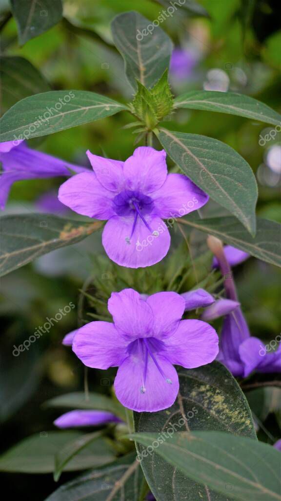 Retrato de Barleria cristata tambi n conocido como Philippine violet ...