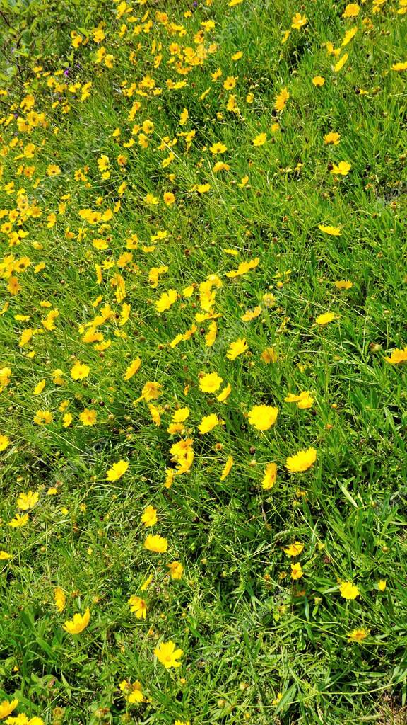 Imagen de fondo hecha de hermosas flores amarillas de Coreopsis ...