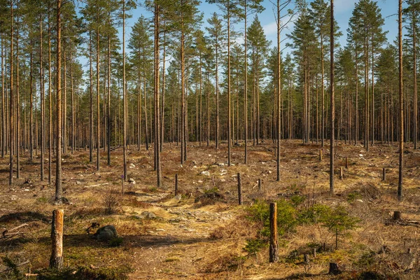 Gold mine deforestation Stock Photos, Royalty Free Gold mine ...