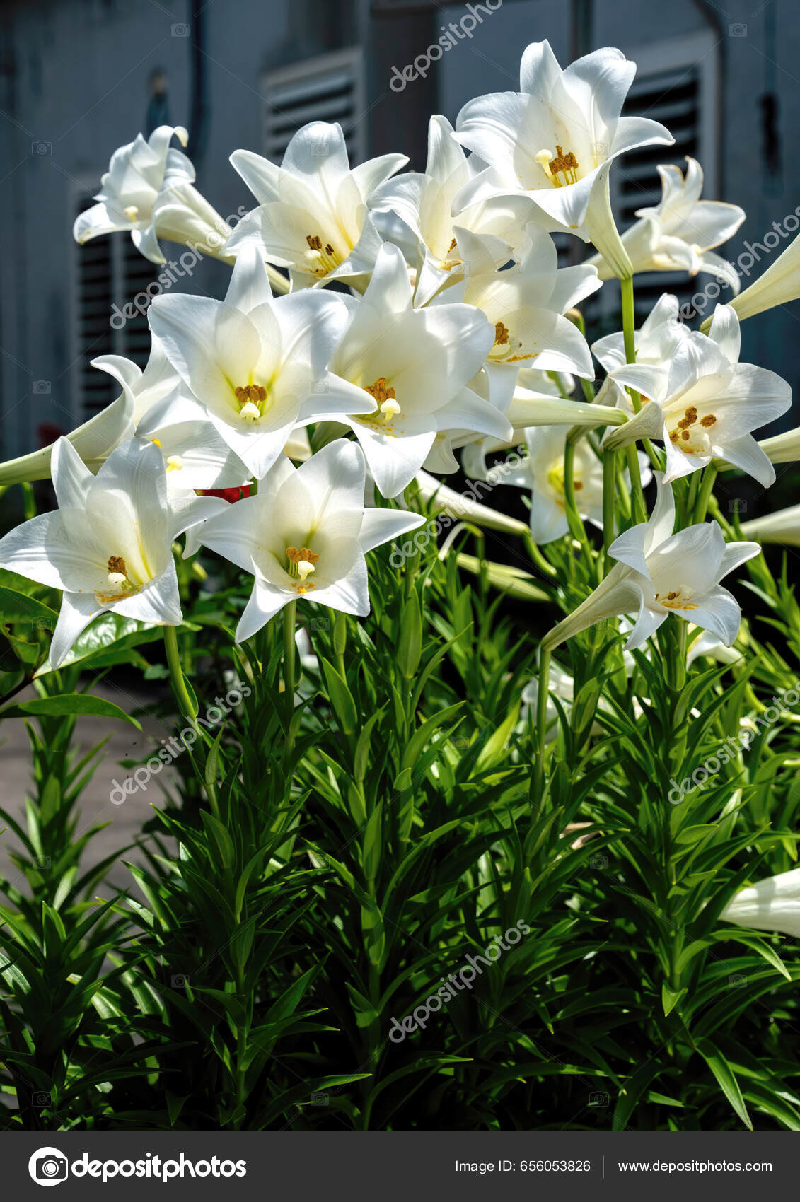 Planta Lilium Longiflorum Lilium Longiflorum Care