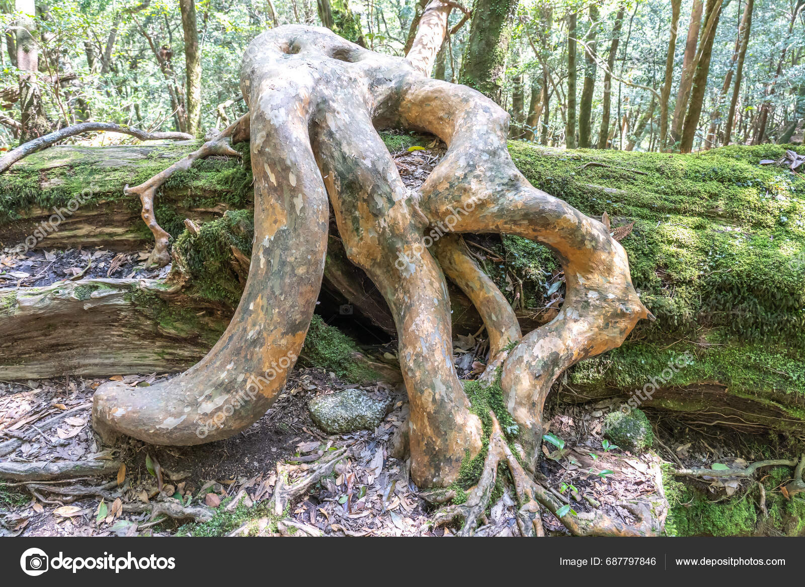 Tree Roots Unsuikyo Ravine Japan Shiratani Unsuikyo Yakushima Lush ...