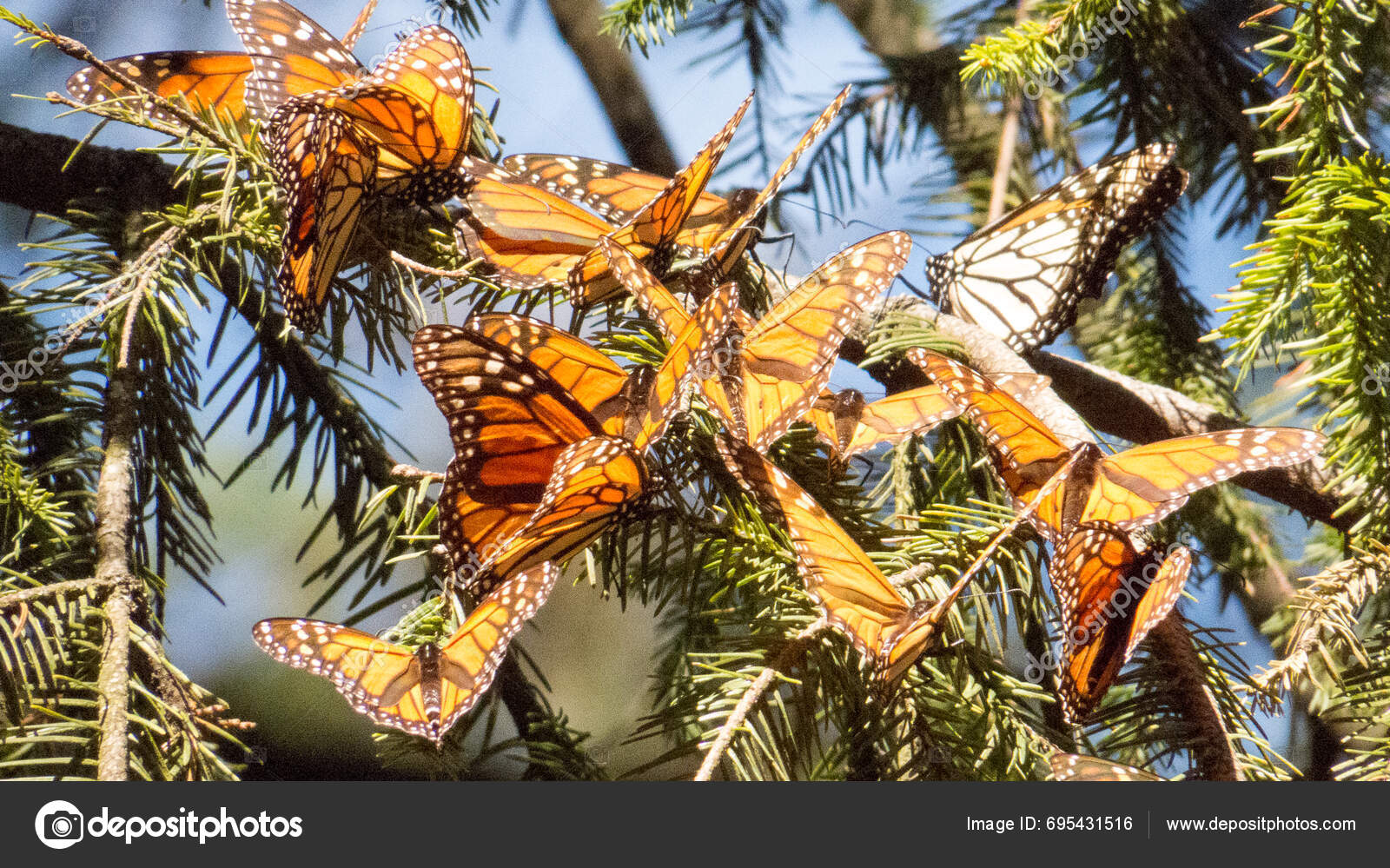 Mariposas Monarca Las Ramas Los Árboles Reserva Biosfera Mariposa ...