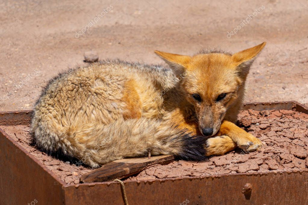 Un zorro culpeo en el valle de la Luna en Chile. Lycalopex culpaeus ...