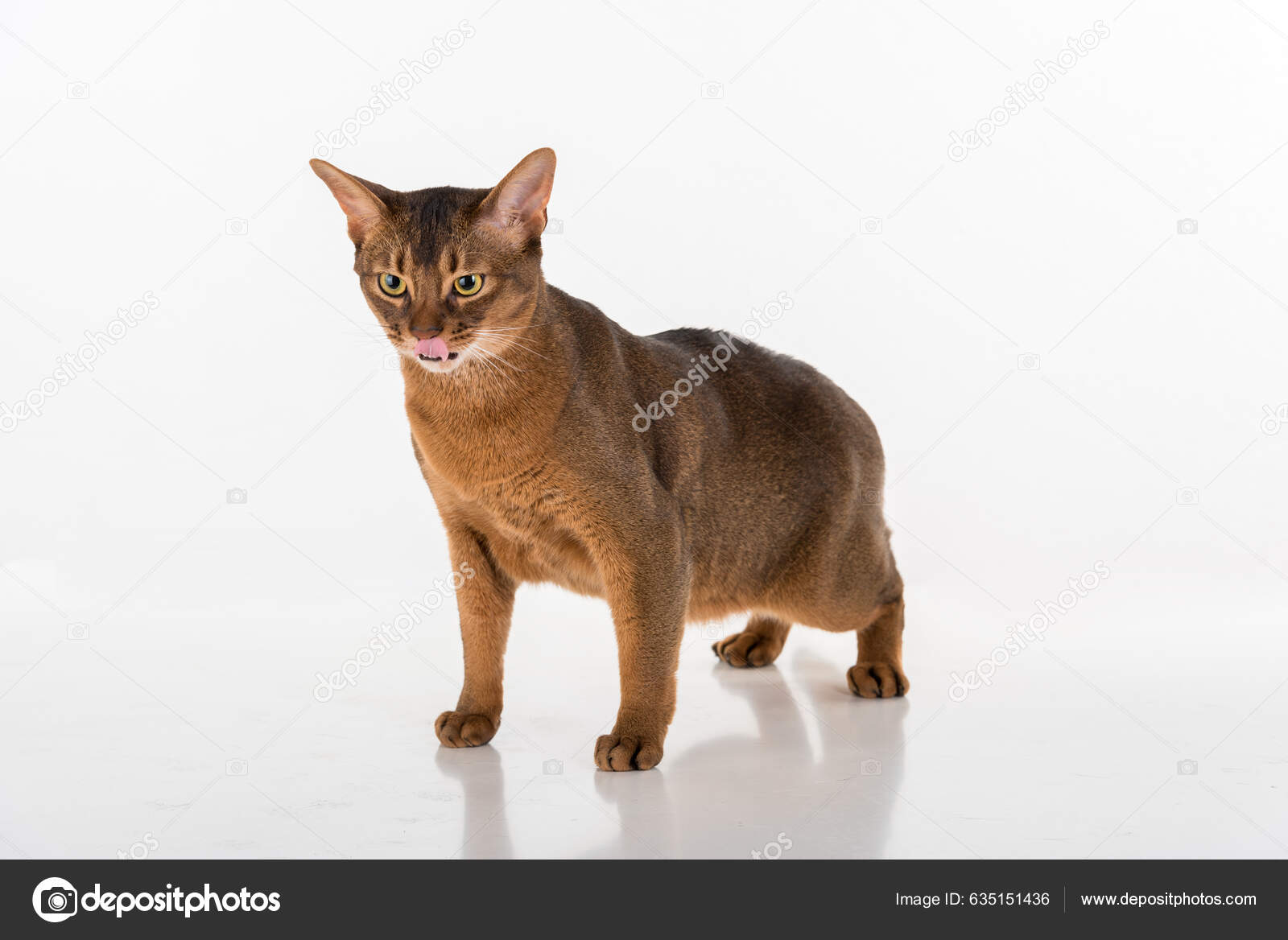 Abyssinian Cat Standing White Background Showing Tongue Open Mouth ...