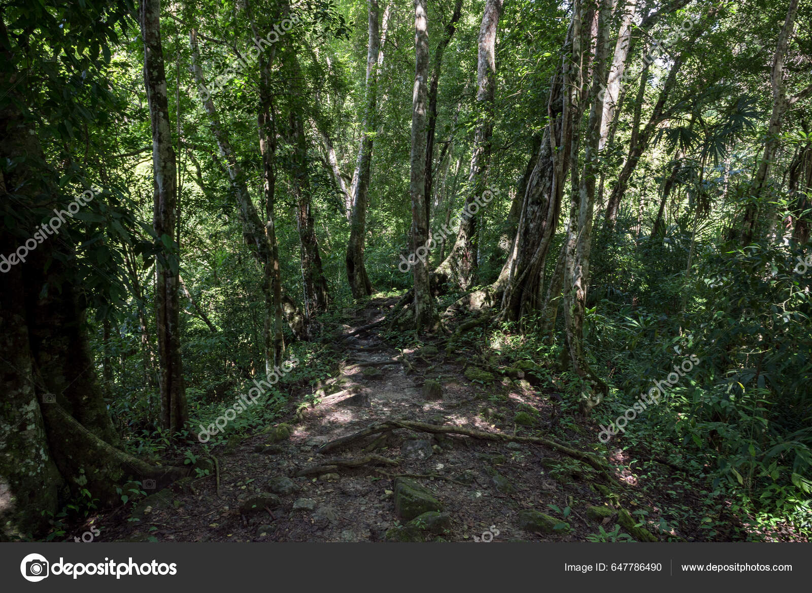 Path Jungle Guatemala Tikal Park — Stock Photo © photosounds #647786490