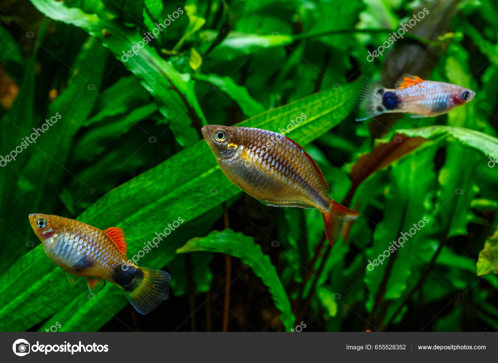 Pez Tropical Verde De Agua Dulce Tetraodon Nigroviridis Green