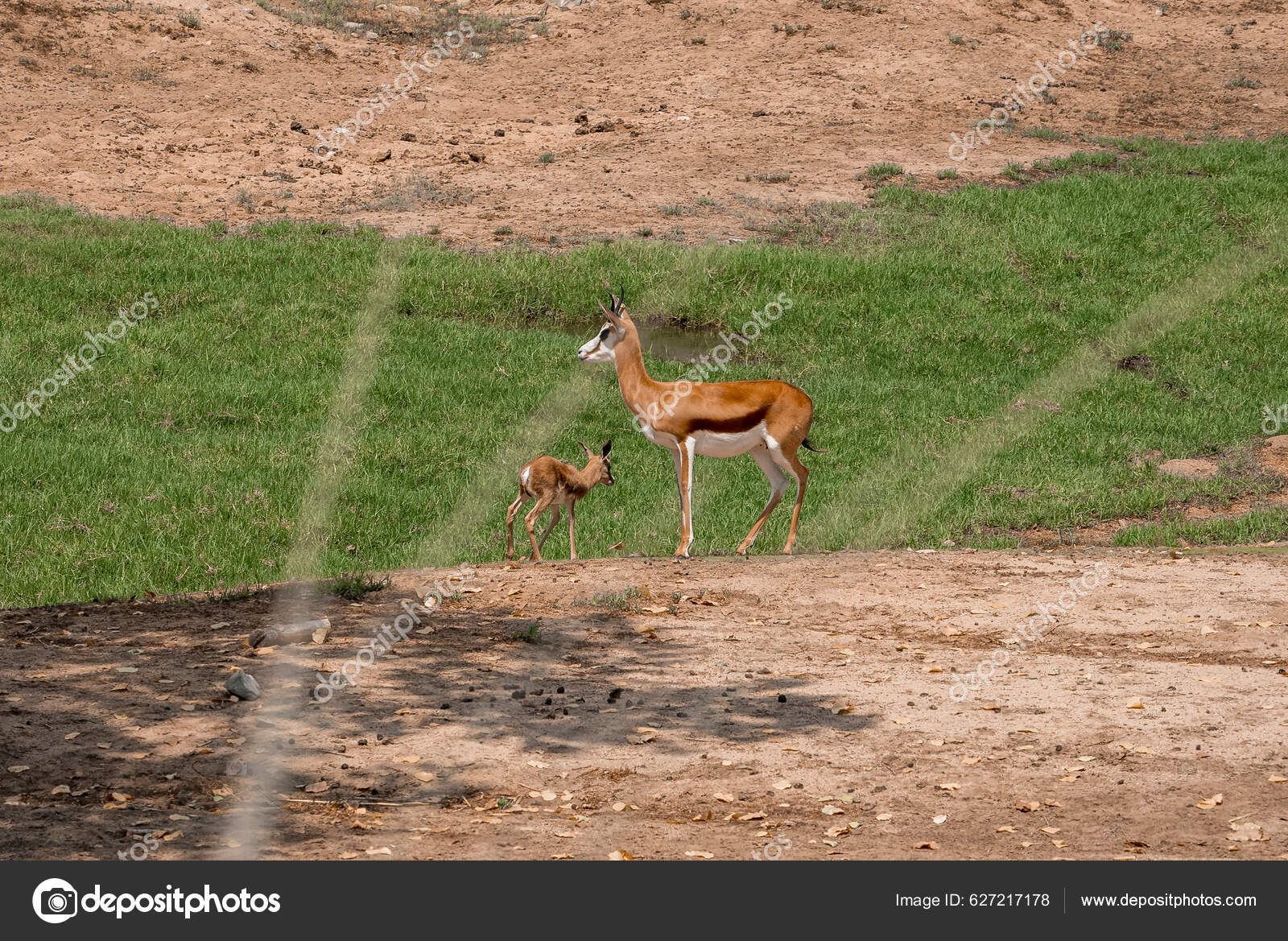 Side View Springbok Calf Field San Diego Safari Park Sunny Stock Photo ...