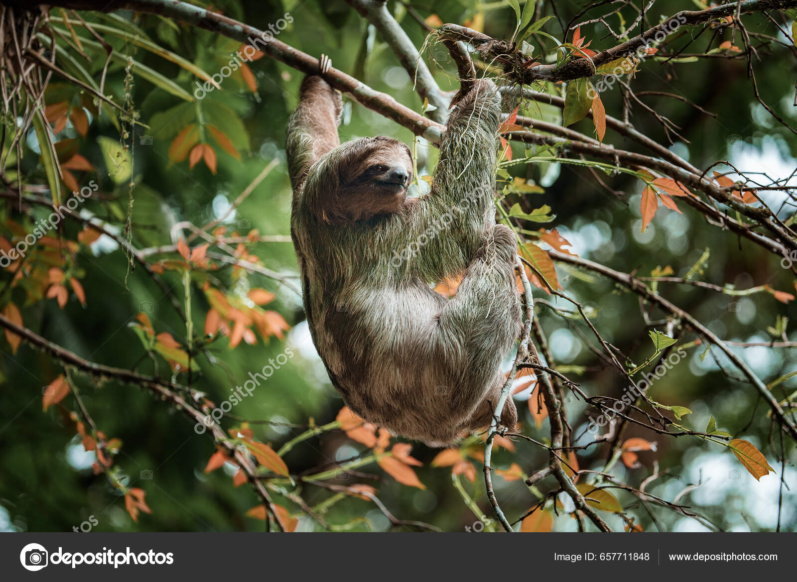 Cute Sloth Hanging Tree Branch Perfect Portrait Wild Animal Rainforest — Stock Photo © ingus ...