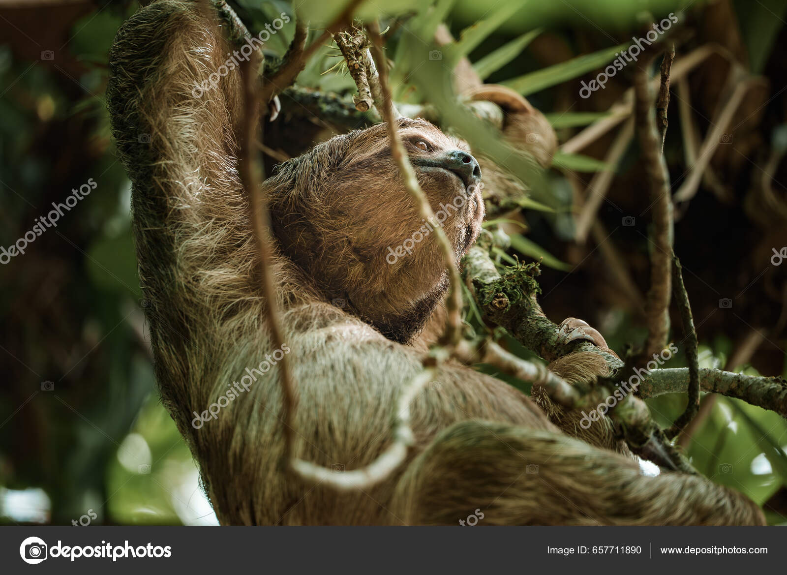 Cute Sloths In Trees