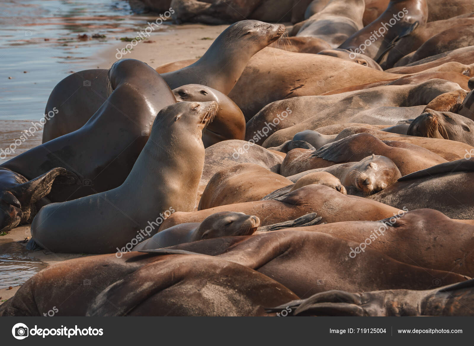 Group California Sea Lions Monterey Bay California Zalophus ...