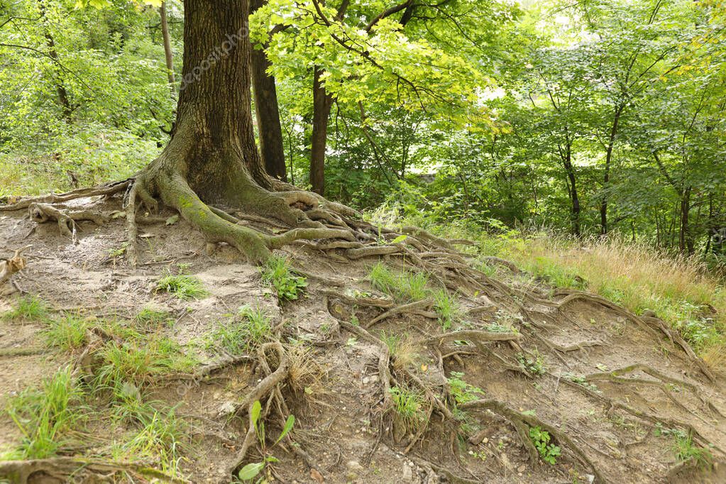Poderosas raíces de un viejo árbol en el bosque verde durante el día ...