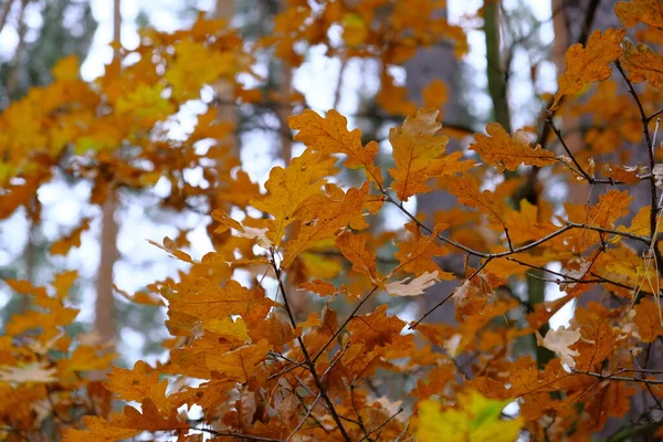 golden autumn maple leaves full screen. Yellow splash of branches and ...