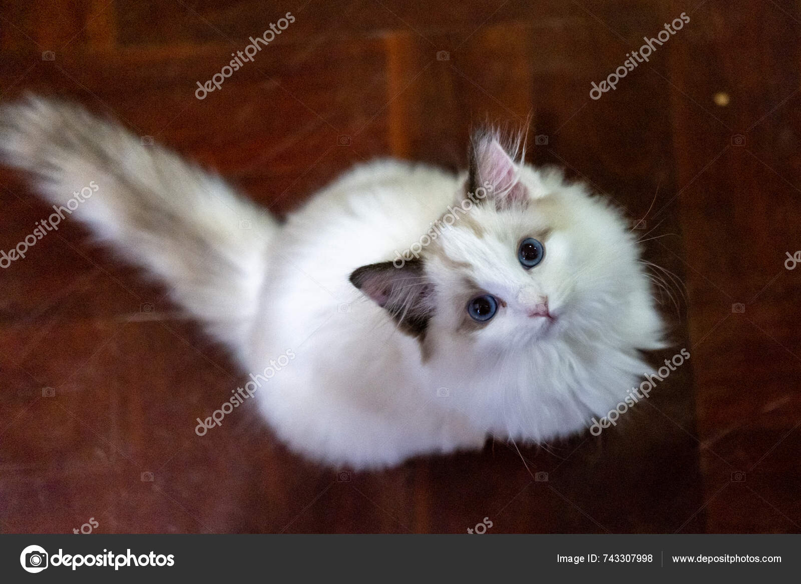 Cute Small Ragdoll Cat Standing Floor Looking Camera Ask Attention ...