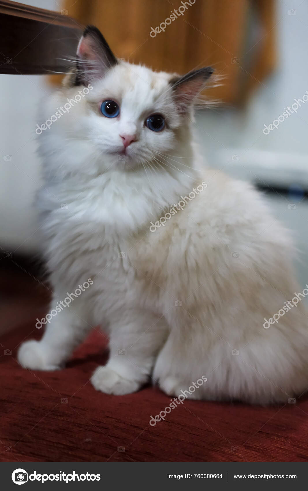 Cute Small Ragdoll Cat Months Old — Stock Photo © moomusician #760080664