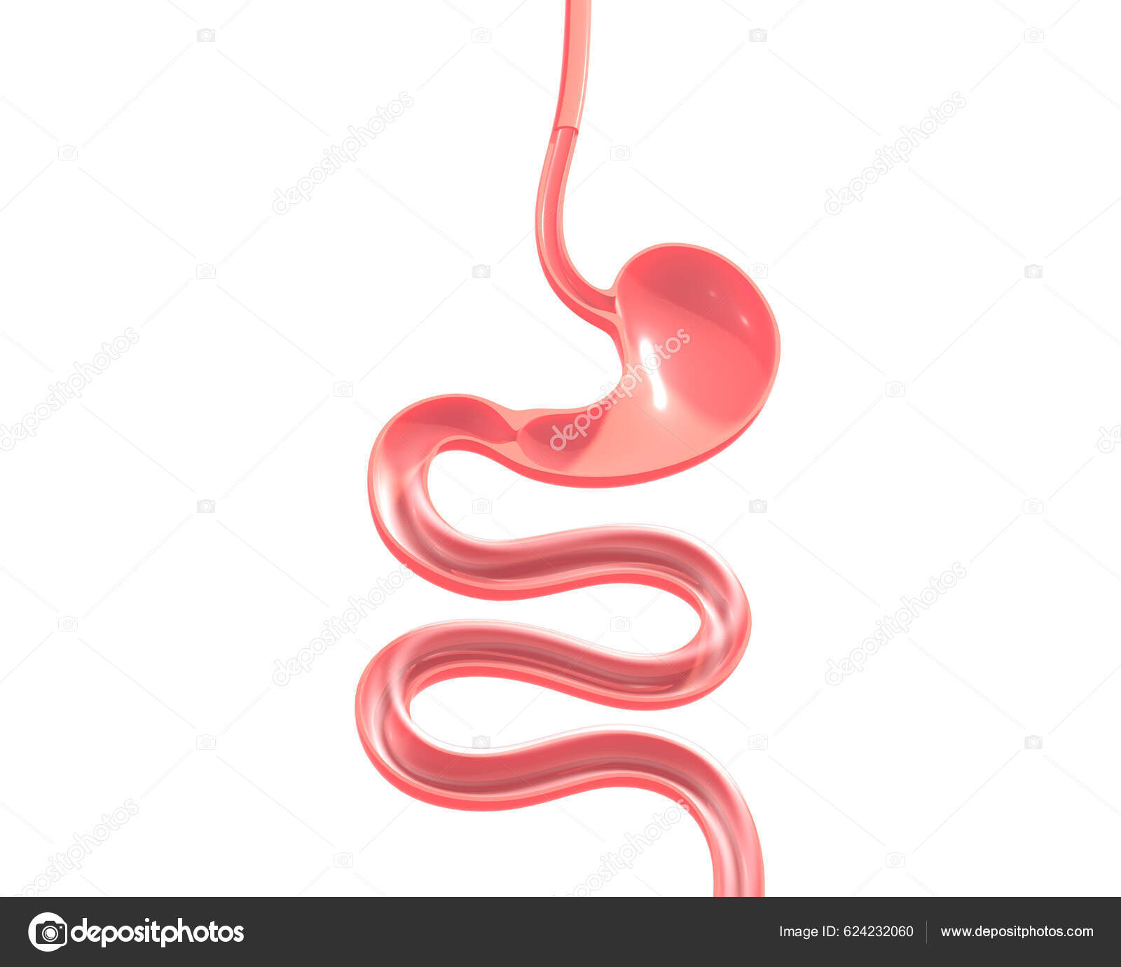 Ilustração Sistema Digestivo Humano Esôfago Intestino Delgado Mostrando ...