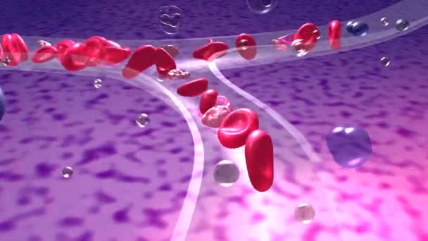 Anatomical Animation Artery Vein Movement Red Blood Cells Platelets ...