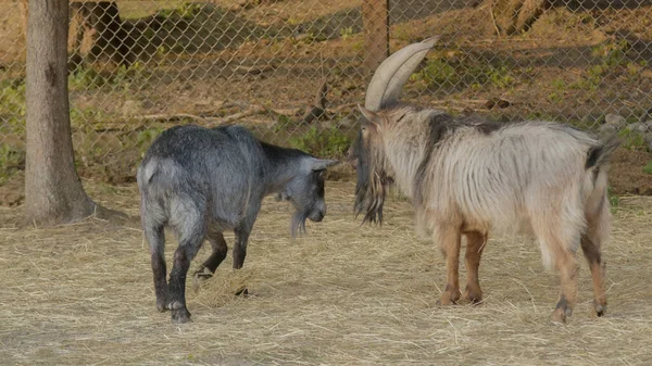 Ethiopia goats Stock Photos, Royalty Free Ethiopia goats Images ...