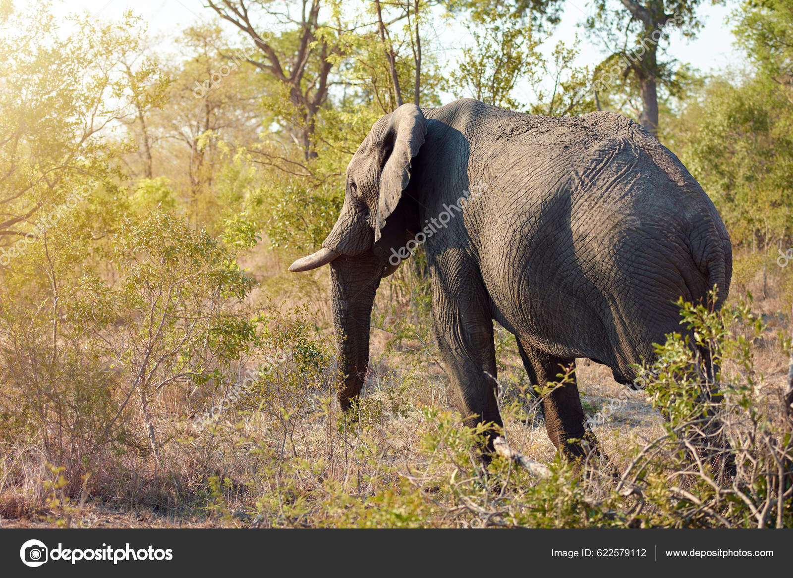 Elephants Really Majestic Creatures Full Length Shot Elephant Wild ...