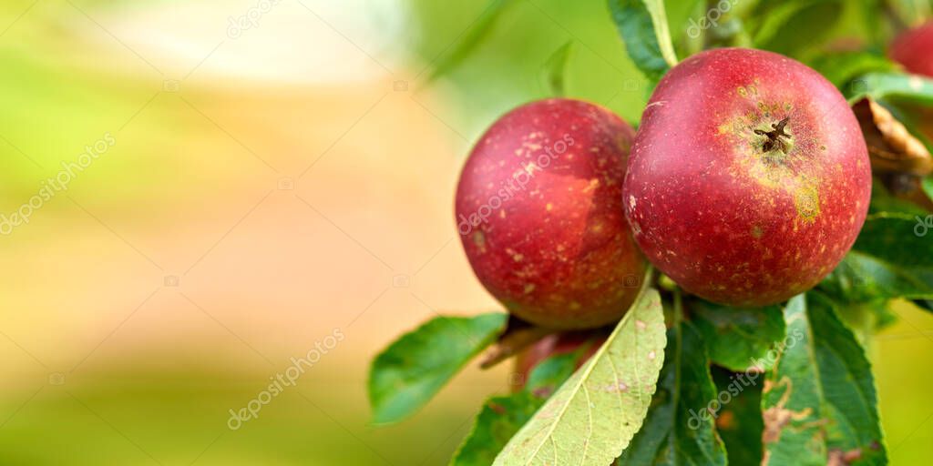 Una manzana al día mantiene alejado al médico. Recoger manzanas nunca ... Una manzana al día mantiene alejado al médico. Recoger manzanas nunca ...