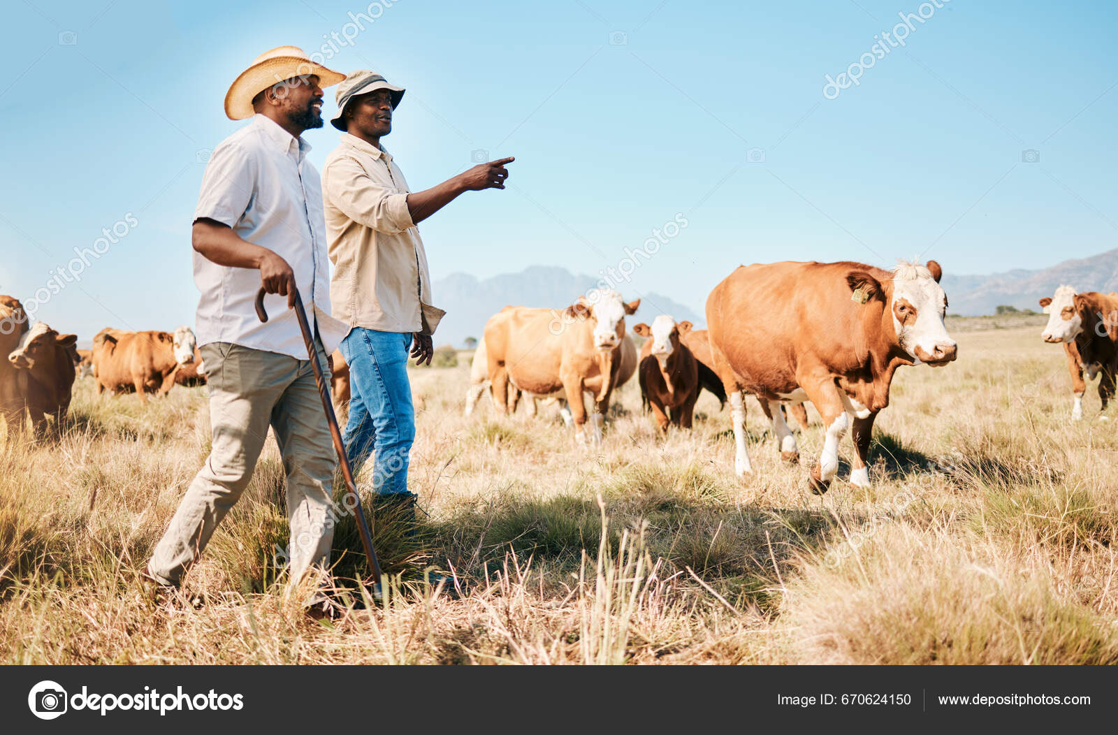 Cattle Teamwork Black People Farm Talking Agriculture Livestock ...