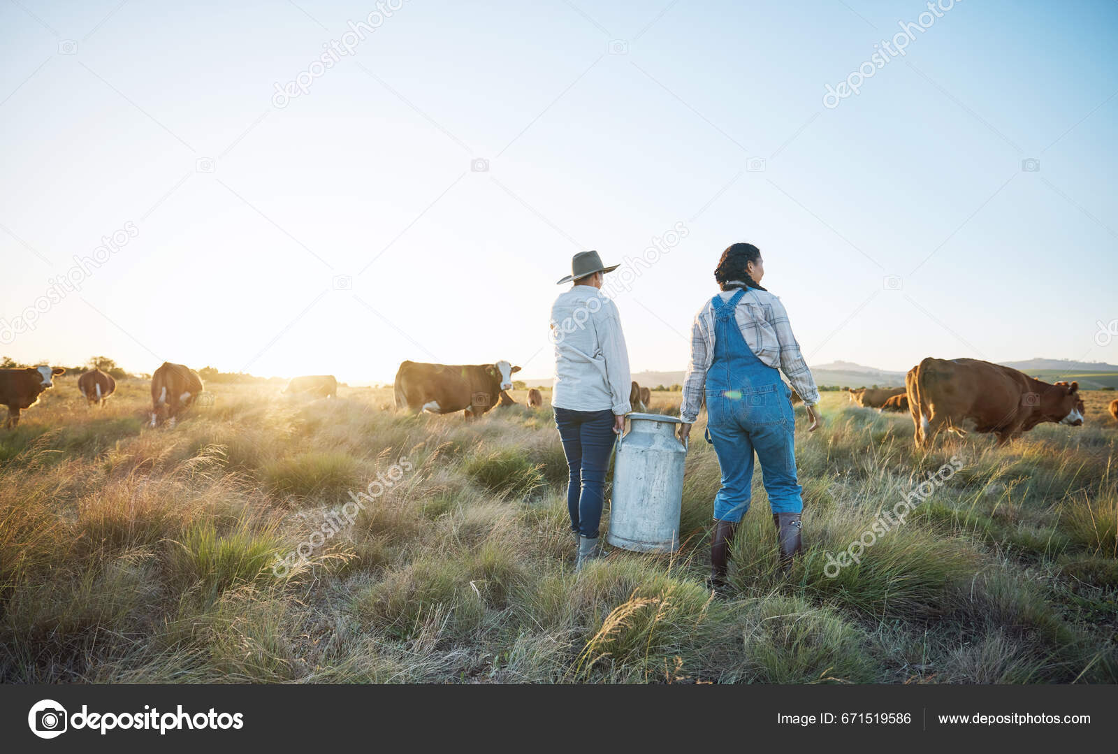 Walking Teamwork Farmers Farming Cows Field Harvesting Poultry ...
