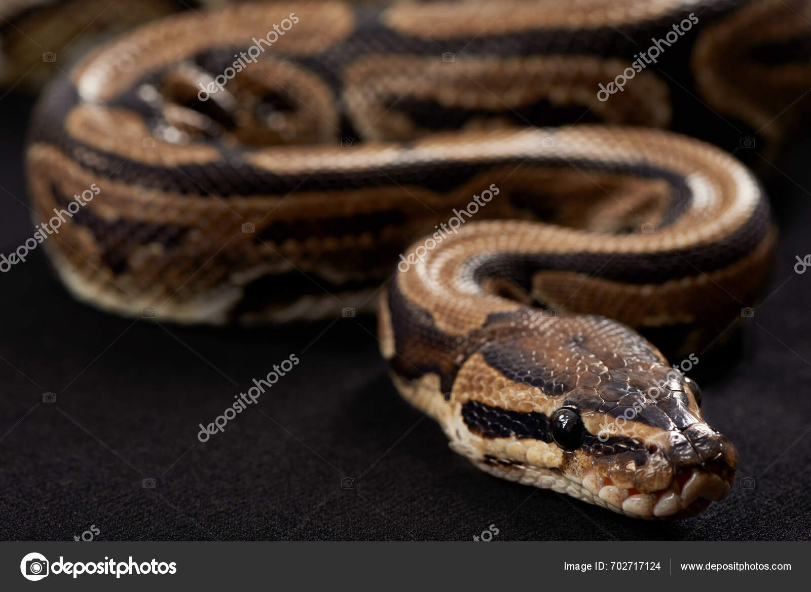 Closeup Snake Scales Python Black Background Tropical Wildlife ...