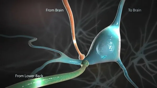 Sending Signals Nerve Endings Brain Illustration Stock Photo by ...