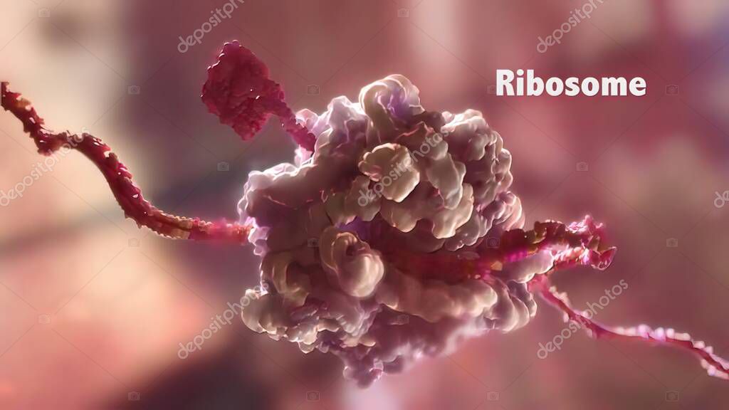 El ribosoma es una máquina molecular grande y compleja, que se ...
