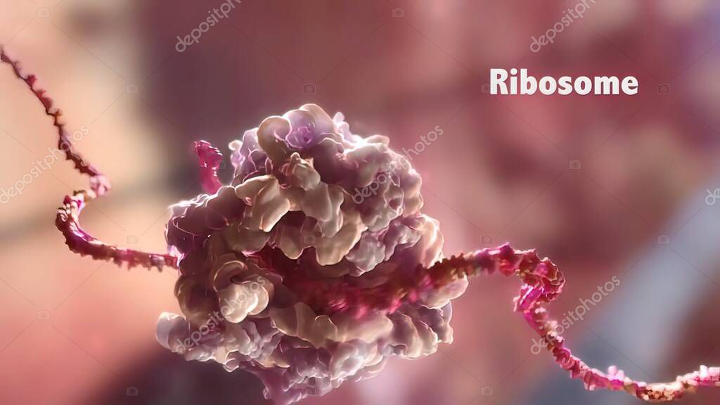 El ribosoma es una máquina molecular grande y compleja, que se ...