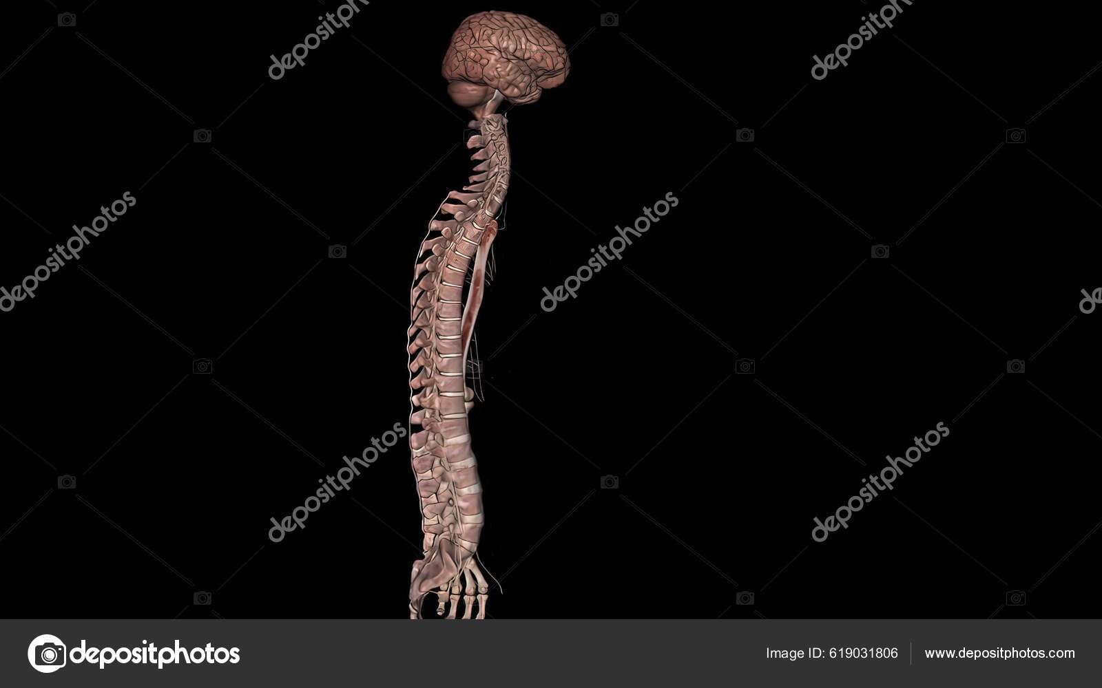 Medical Illustration Spinal Cord Neural Foramen Illustration Stock ...