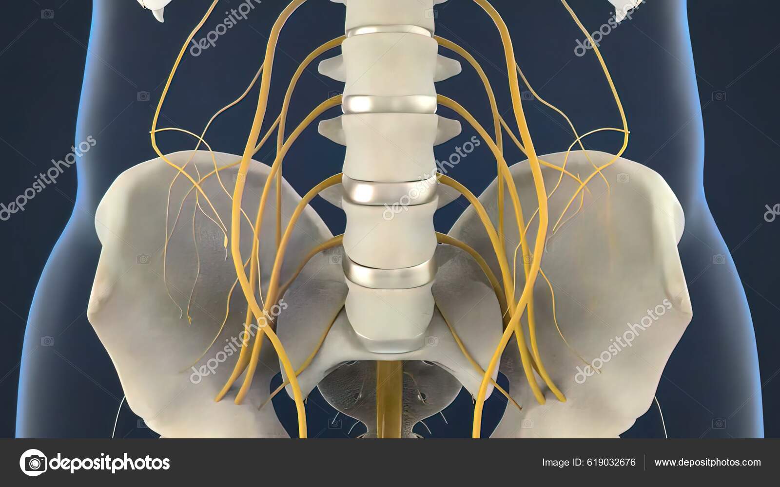 Vertebral Compression Fractures Vcfs Occur Bony Block Vertebral Body ...