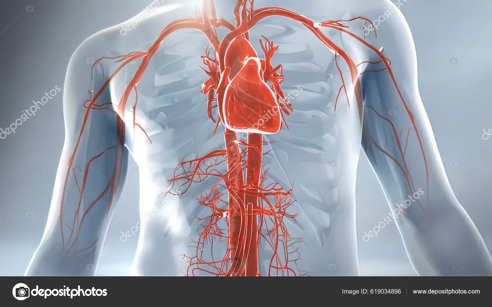 Transparent Human Cardiovascular System White Background Medical ...