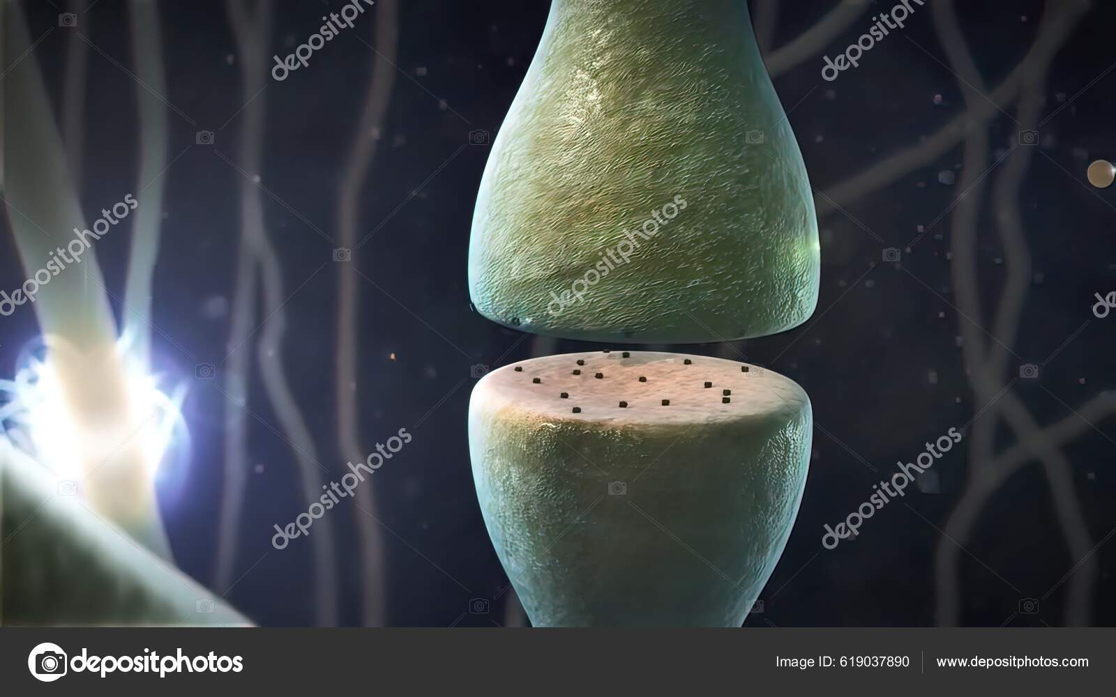 Nervous System Synapse Structure Permits Neuron Nerve Cell Pass ... Nervous System Synapse Structure Permits Neuron Nerve Cell Pass ...