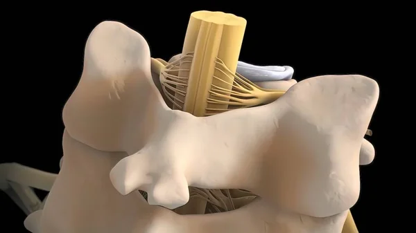 Vertebras 3d Stock Photos, Royalty Free Vertebras 3d Images | Depositphotos