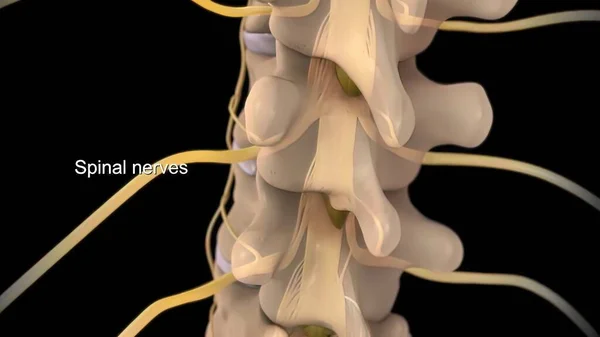 Vertebras 3d Stock Photos, Royalty Free Vertebras 3d Images | Depositphotos