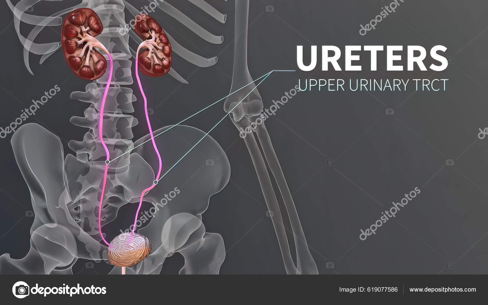 Basic Concepts Urinary System Including Formation Urine Illustration ...