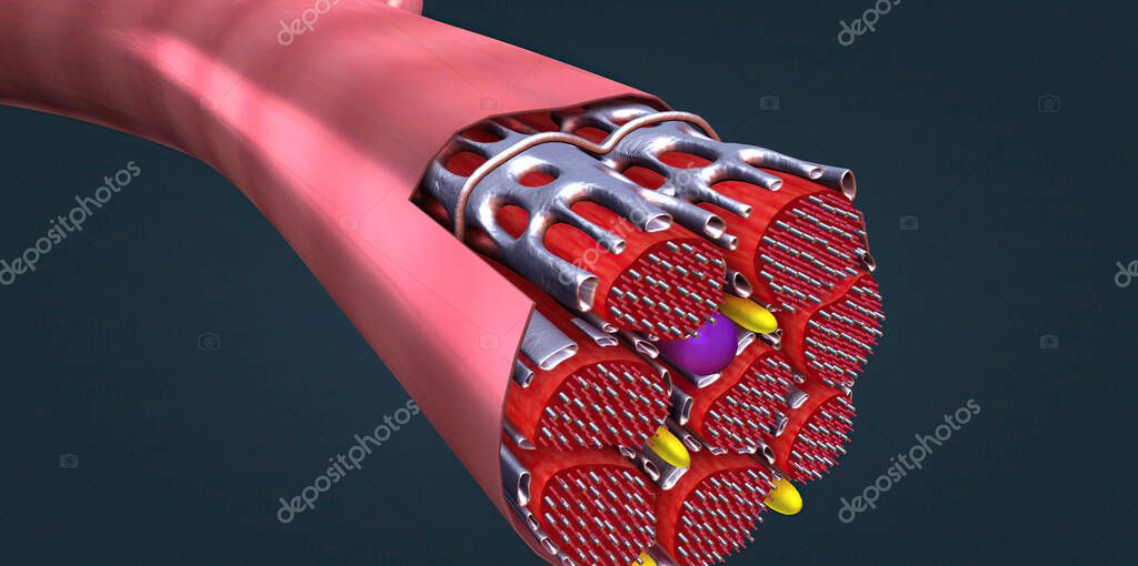 Los cardiomiocitos son las células individuales que componen el músculo ...