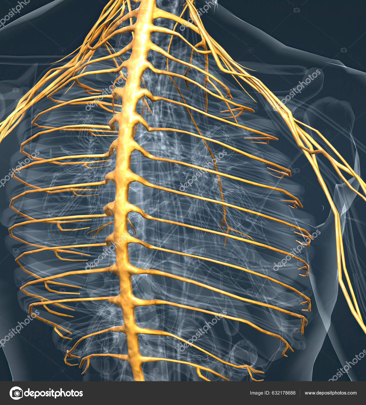 Nervous System Complex Network Nerves Cells Carry Messages Brain Spinal ...