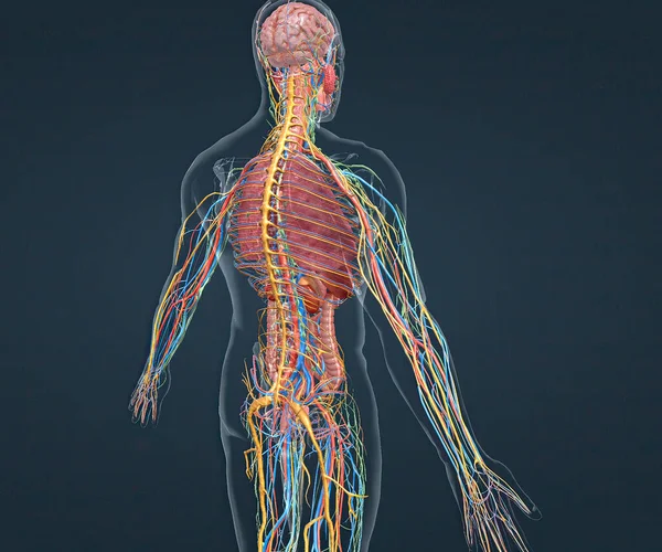 Human Anatomy Nervous System Vascular Pathways Illustration Stock Photo ...