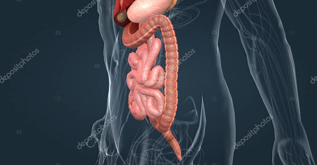 Los intestinos son responsables de descomponer los alimentos, absorber ...