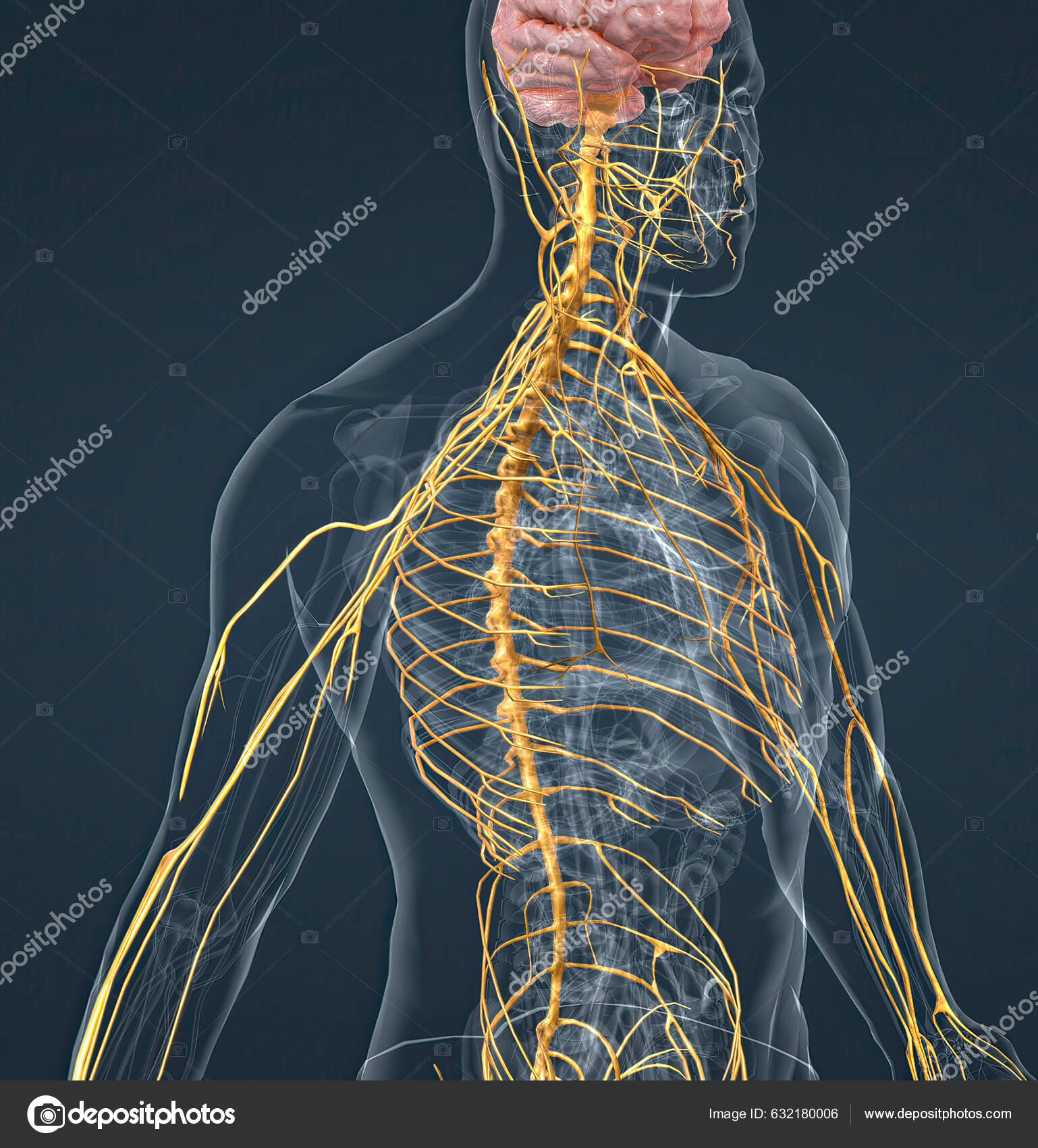 Human Body Back Nerves