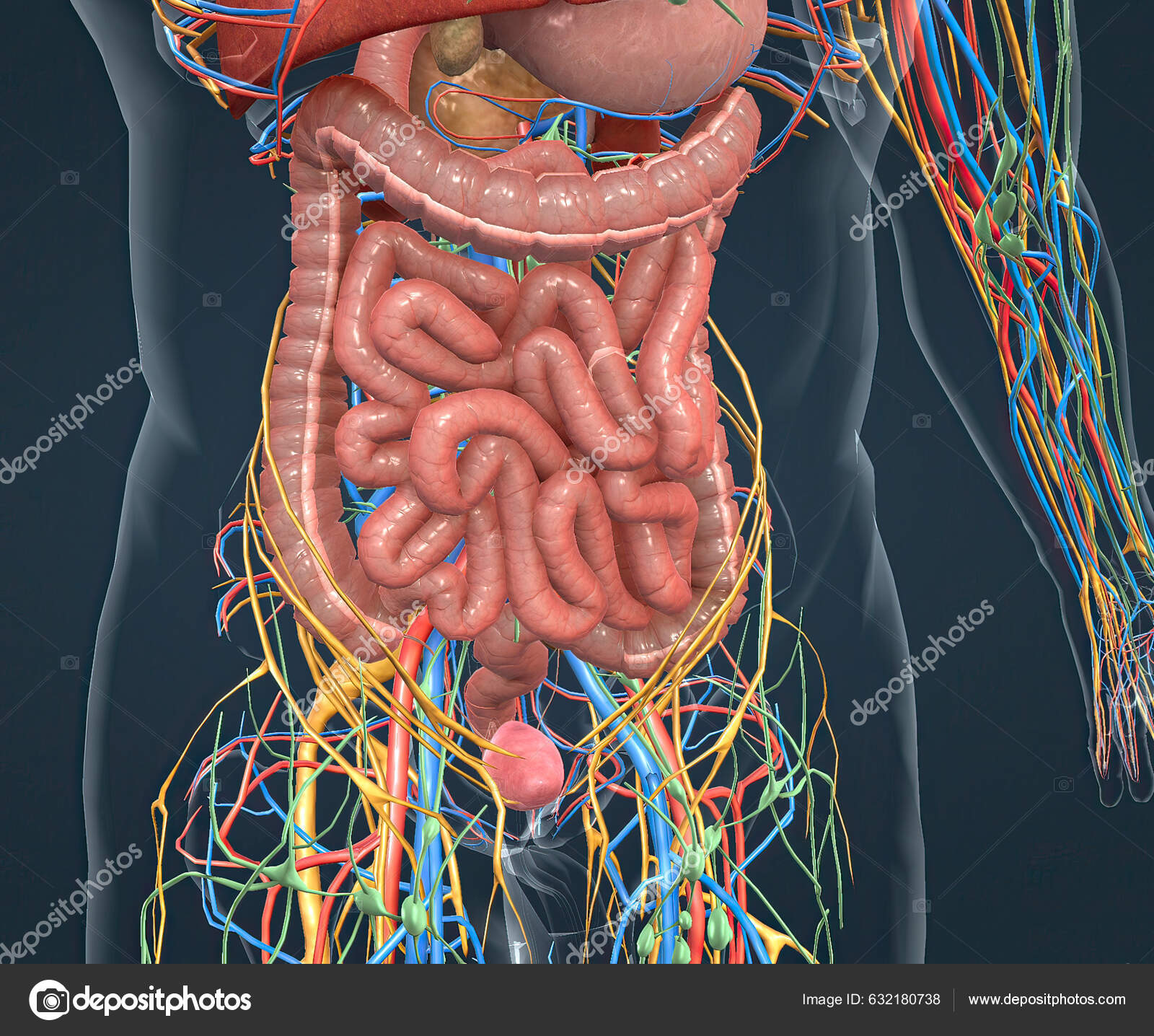 Digestive System Nervous System Vascular Pathways Illustration Stock ...