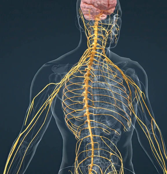 Human Anatomy Nervous System Vascular Pathways Illustration Stock Photo ...