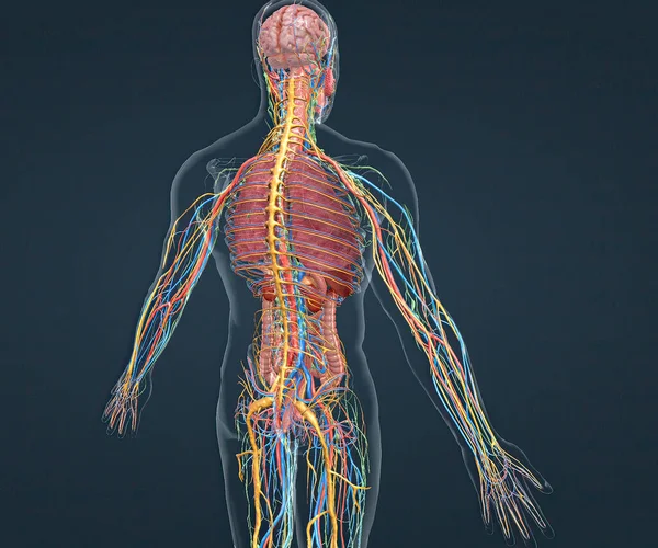 Human Anatomy Nervous System Vascular Pathways Illustration Stock Photo ...