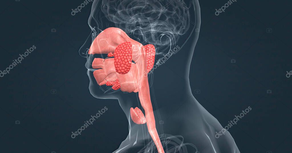 Las glándulas salivales producen saliva, que ayuda en la digestión ...