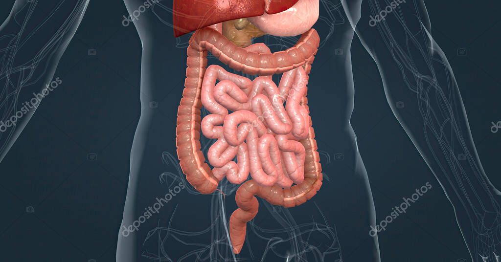 Los intestinos son responsables de descomponer los alimentos, absorber ...