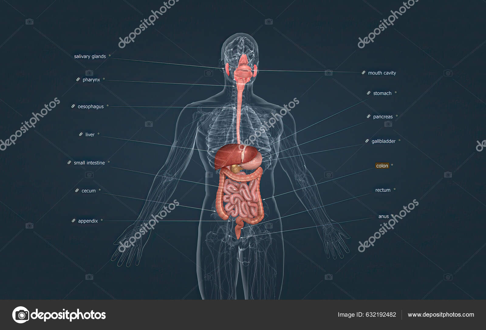 Sistema Digestivo Consiste Tracto Gastrointestinal También Llamado ...