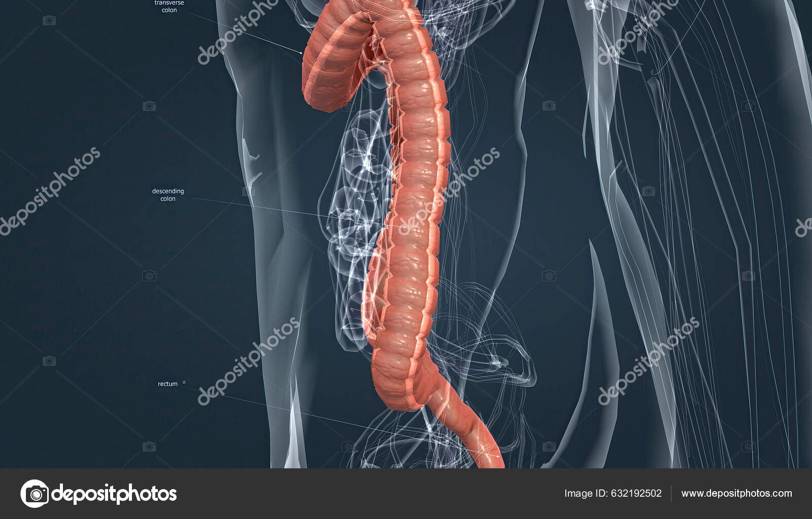 Also Known Large Intestine Last Part Gastrointestinal Tract Tetrapods ...